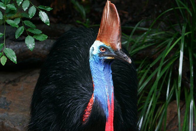 Cape Tribulation & Daintree Wilderness (TCT) - Wildlife Habitat: Encountering Iconic Australian Creatures