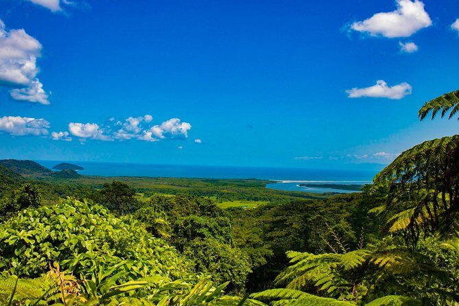 Cape Tribulation Day Tour - Journey Through the Daintree: A Deep Dive into the Itinerary