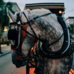 Charleston: Haunted Carriage Evening Tour - Who Would Enjoy This Tour?