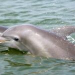 Charleston: Schooner Sailing Harbor Tour & Dolphin Watch - Who Will Love This Tour?