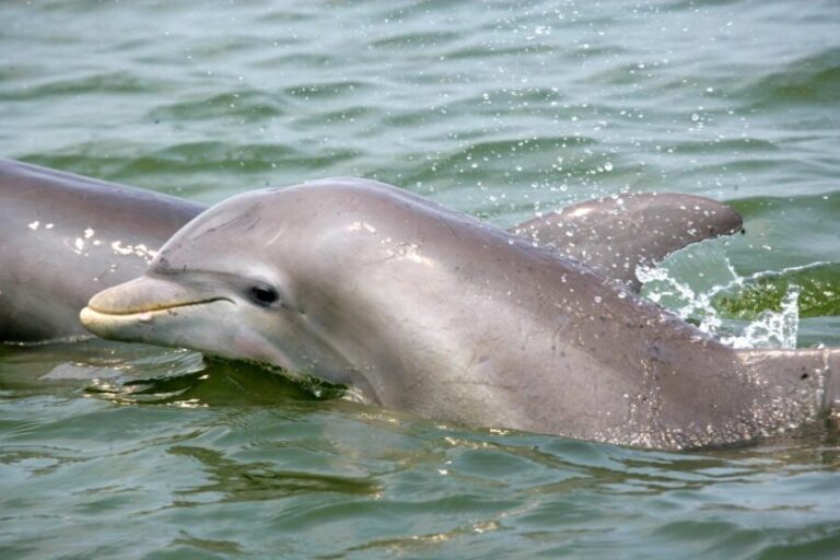 Charleston: Schooner Sailing Harbor Tour & Dolphin Watch - Who Will Love This Tour?