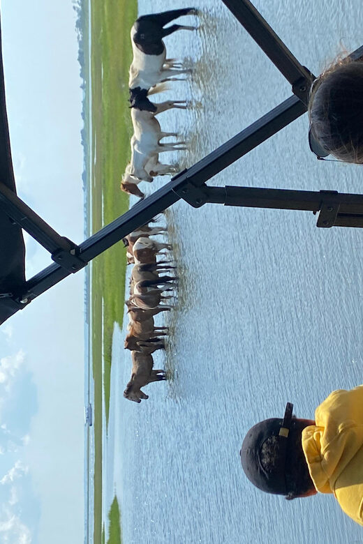 Chincoteague: Premier Pony & Wildlife Small Group Boat Tour - The Guide and boat quality