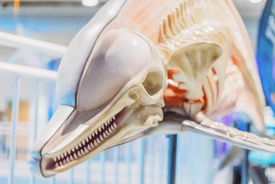 Clearwater: Eco-Certified Marine Aquarium General Admission - What to Expect at Clearwater Marine Aquarium