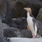 Clearwater Wildlife Tours (small group 10max) Otago Peninsula - Valuing the Experience