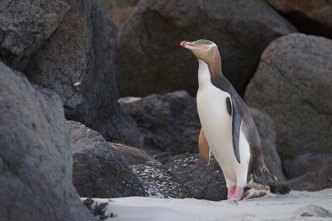 Clearwater Wildlife Tours (small group 10max) Otago Peninsula - Valuing the Experience