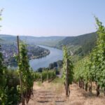 Cochem, Moselle: Wine experience hike with boat trip - Wine Tasting and Hearty Local Food