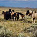 Cody: Red Canyon Wild Mustang Tour - The Scenic Drive and Landscape