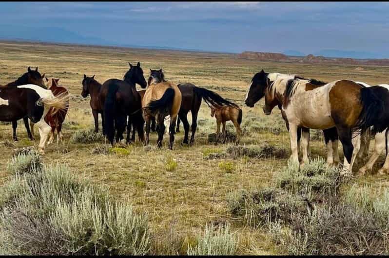 Cody: Red Canyon Wild Mustang Tour - The Scenic Drive and Landscape