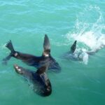 Coorong Highlights Cruise - What’s Included and What’s Not