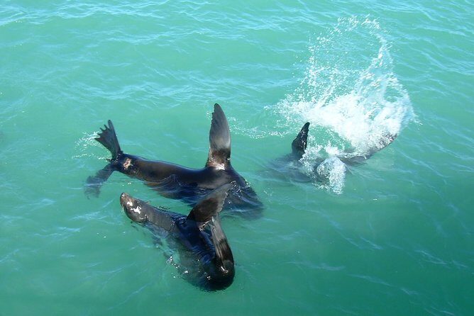 Coorong Highlights Cruise - What’s Included and What’s Not