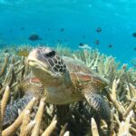 Coral Bay 3-Hour Turtle Ecotour - What Travelers Are Saying