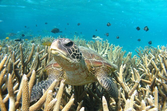 Coral Bay 3-Hour Turtle Ecotour - What Travelers Are Saying