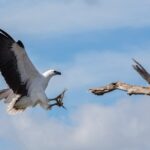 Corroboree Billabong Wetland Cruises - 1.5 hour Morning cruise - Who Will Love This Tour?
