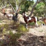 Costa Alentejana: Horse tour in Serra de Grândola - The Scenic Highlights: Why This Tour Excels