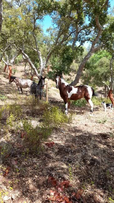 Costa Alentejana: Horse tour in Serra de Grândola - The Scenic Highlights: Why This Tour Excels