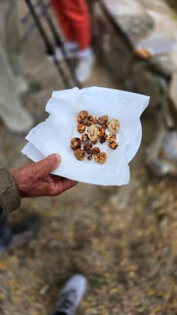 Crete: Rouvas Forest Truffle Hunt and Beekeeping Experience - The Itinerary in Detail