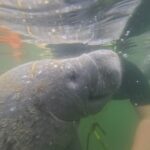 Crystal River: Guided Manatee Snorkeling Tour - What’s Included and What You Should Know