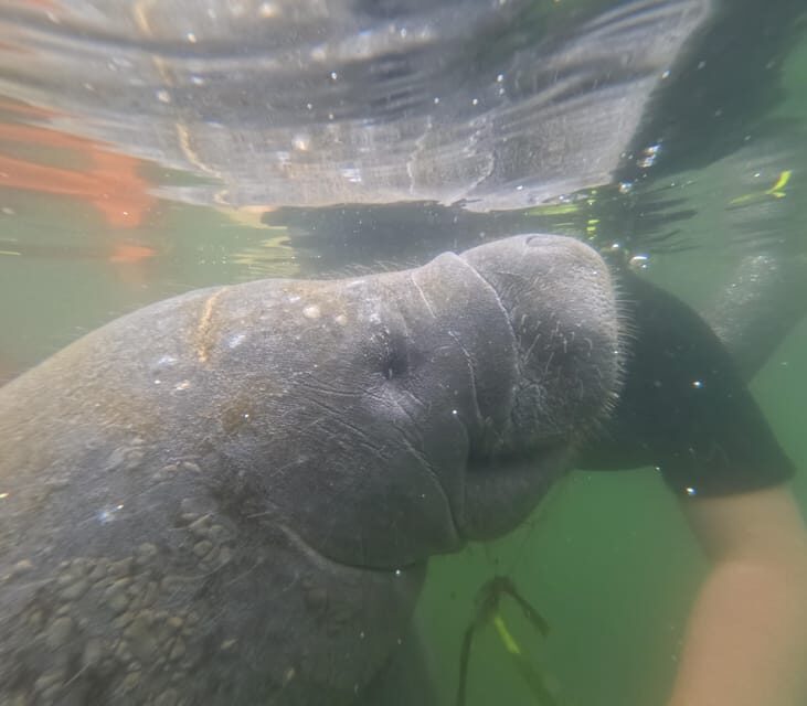 Crystal River: Guided Manatee Snorkeling Tour - What’s Included and What You Should Know