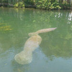 Crystal River: Manatee Snorkel with In-Water Guide - What to Expect on This Tour