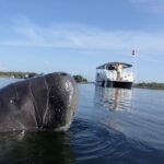 Crystal River: VIP Manatee Swim w/ In-water Photographer - The Itinerary in Detail