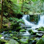 Day Tour in Mt. Field, Mt. Wellington, Bonorong Wildlife Sanctuary and Richmond - What Makes This Tour Stand Out?