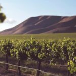 Day Trip from Bucharest to Wine Region: Tour & Wine Tasting - The Winery Visit and Guided Tasting