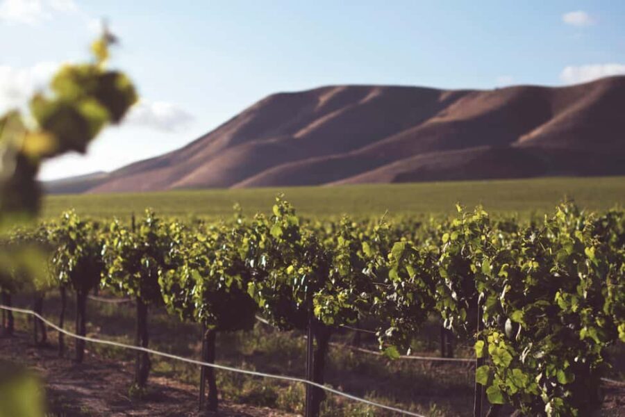 Day Trip from Bucharest to Wine Region: Tour & Wine Tasting - The Winery Visit and Guided Tasting