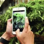 Denver: Cannabis Tour with Grow Facility Access - FAQ