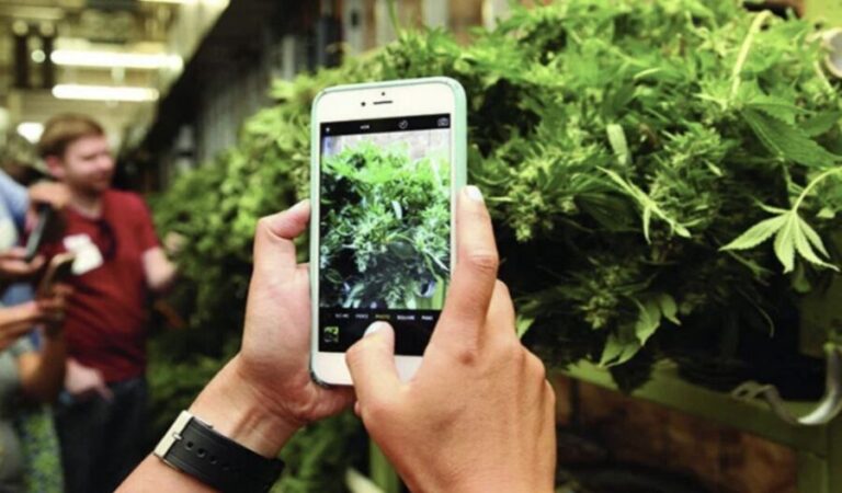 Denver: Cannabis Tour with Grow Facility Access - FAQ