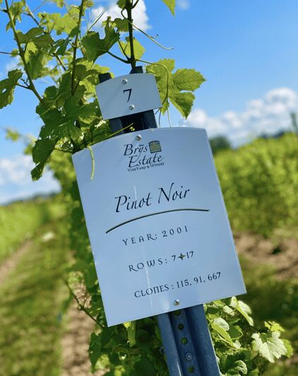 Designated Driver For Wine Tours - Traverse City - What a Typical Day Looks Like