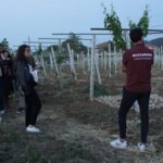 Discover Abruzzo and Castelferrato: Visit Vineyards and Wine Tasting - Who should consider this tour?