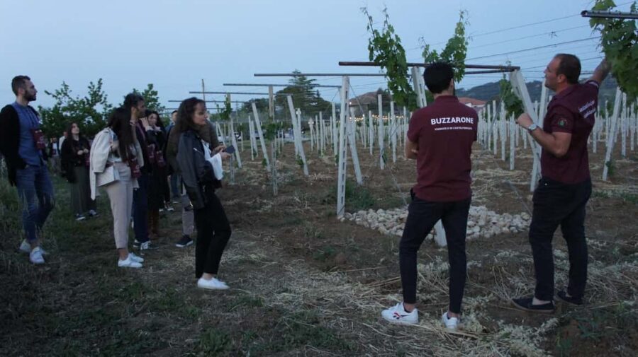 Discover Abruzzo and Castelferrato: Visit Vineyards and Wine Tasting - Who should consider this tour?