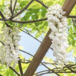 Discover the World of Herbs in the National Garden of Athens - Discovering the Botanical Riches
