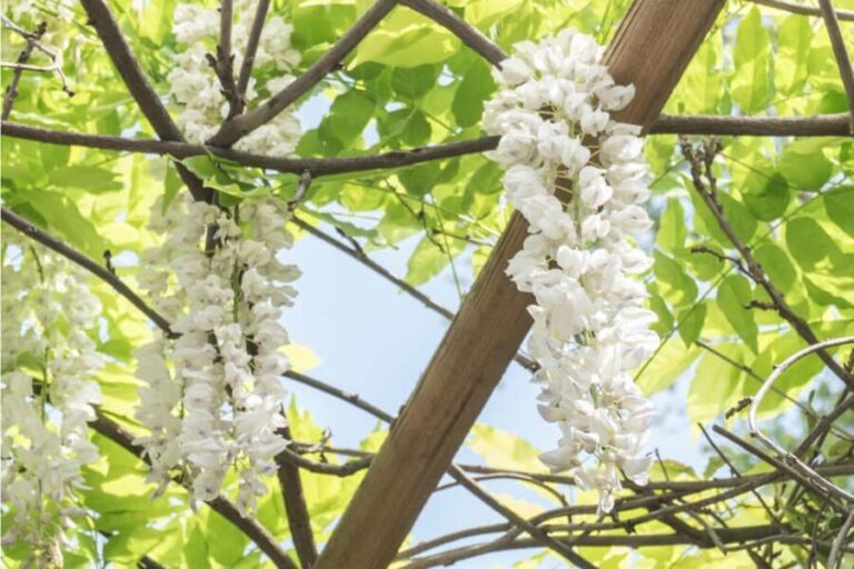 Discover the World of Herbs in the National Garden of Athens - Discovering the Botanical Riches