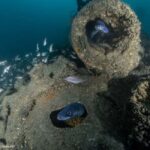Dive the U-boat 1277 - the Most Iconic Dive in Portugal - The Itinerary: What to Expect