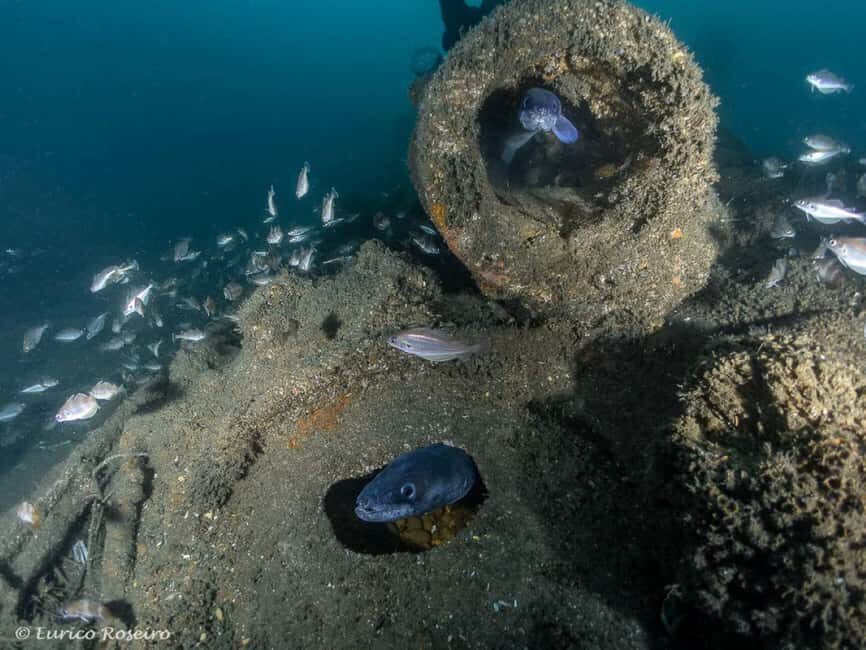 Dive the U-boat 1277 - the Most Iconic Dive in Portugal - The Itinerary: What to Expect