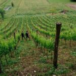 Dolomites Winery Tour and Wine Tasting near Belluno - Why This Experience Offers Real Value