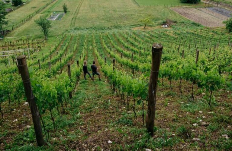 Dolomites Winery Tour and Wine Tasting near Belluno - Why This Experience Offers Real Value