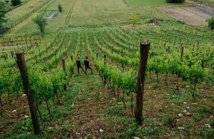 Dolomites Winery Tour and Wine Tasting near Belluno - Why This Experience Offers Real Value