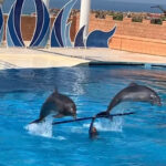 Dolphin Show Free Transfer From Alanya, Side, Kemer,Antalya - An Honest Look at the Tour