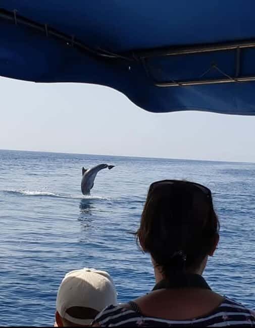Dolphin tour 2 hours - How the Itinerary Unfolds