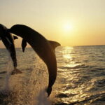 Dolphin Tour  85% chance - All inclusive Drinks + Dinner - Why This Tour Works Well