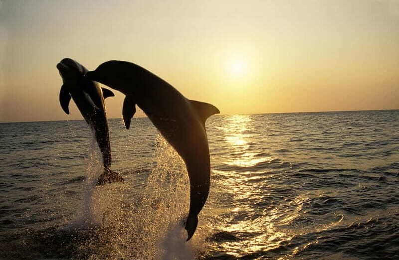 Dolphin Tour  85% chance - All inclusive Drinks + Dinner - Why This Tour Works Well