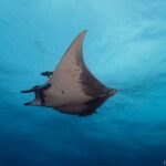 Double dive in Santa Maria Island - Azores - What to Expect on the Tour