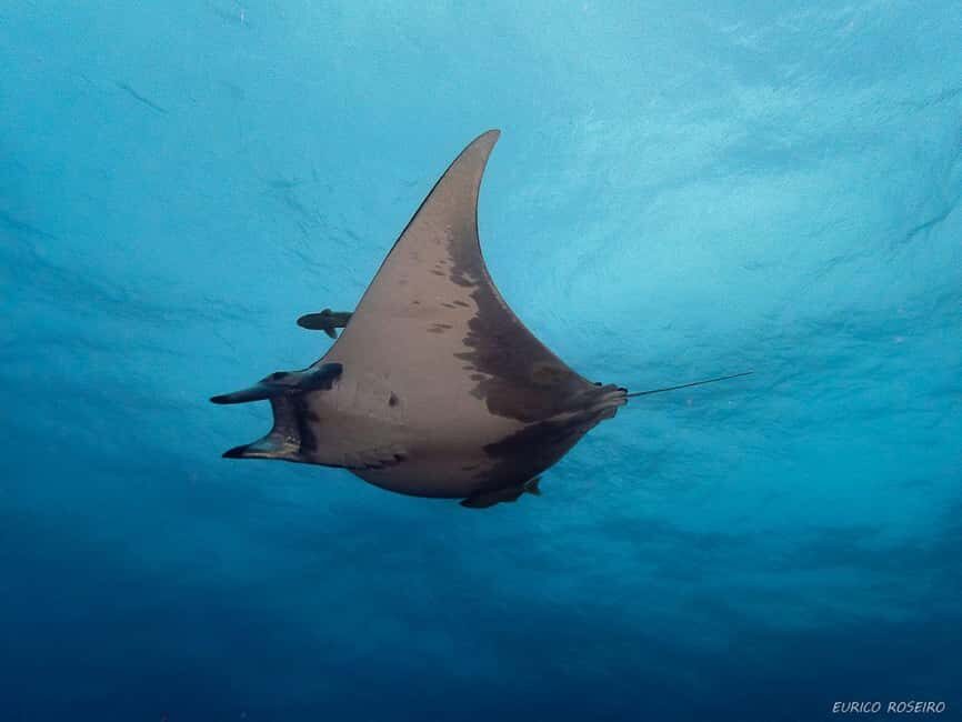 Double dive in Santa Maria Island - Azores - What to Expect on the Tour