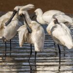 Dunedin Wildlife Cruise-Albatross, seals and harbour - What the Reviews Say