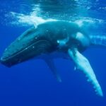 Dunsborough Whale Watching Eco Tour - Who Will Love This Tour?