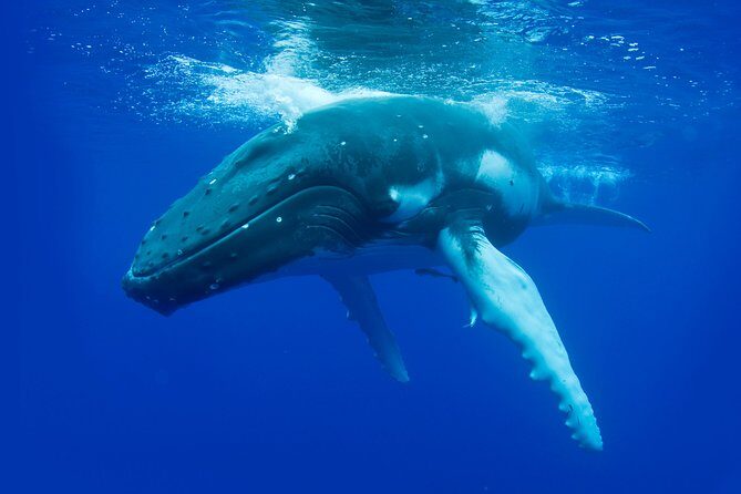 Dunsborough Whale Watching Eco Tour - Who Will Love This Tour?