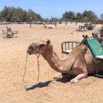 e-Scooter City Tour + Camel Ride inside Maspalomas Dunes - The Sum Up: Who Is This Tour For?