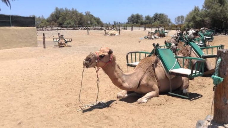 e-Scooter City Tour + Camel Ride inside Maspalomas Dunes - The Sum Up: Who Is This Tour For?